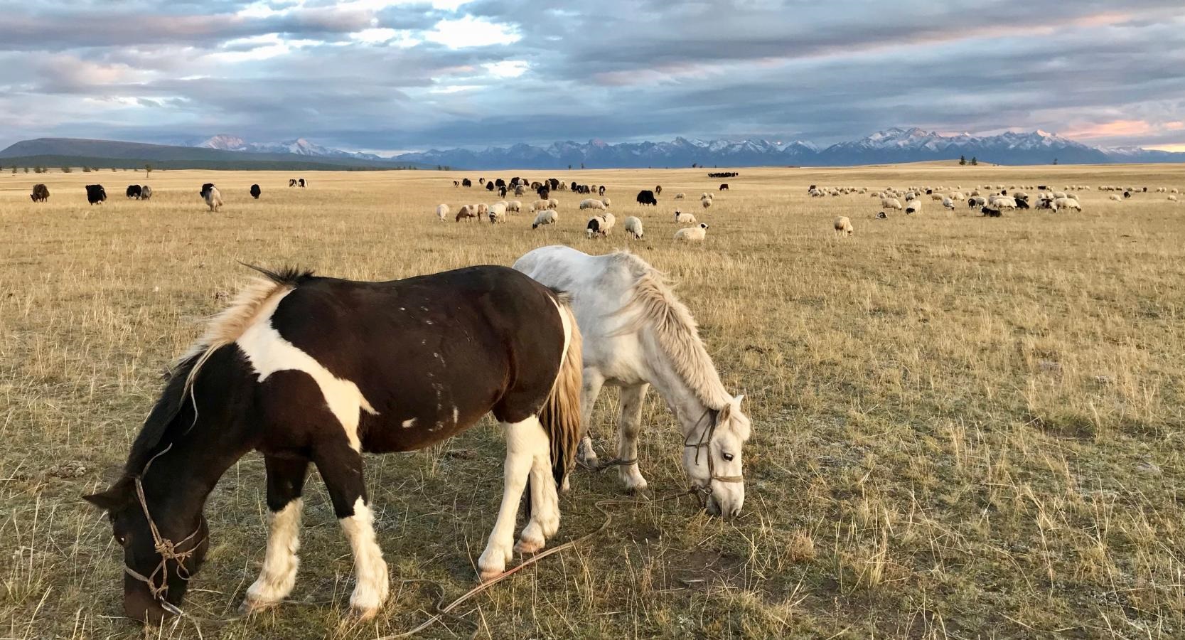 Economy of the Huns – Horde Ernak